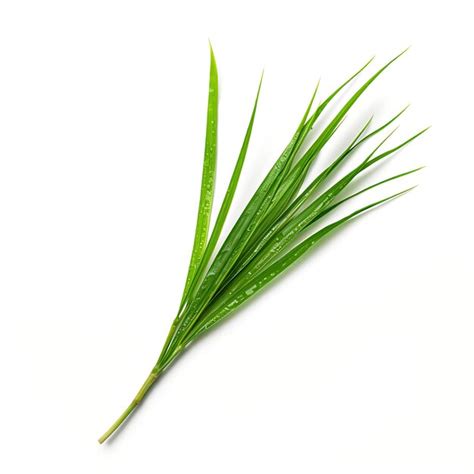 Isolepis Images - Free Download on Freepik