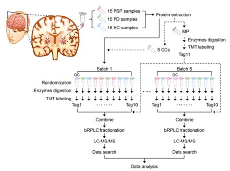 Mass Spectrometry Based Proteomics Analysis Of Human Globus Pallidus
