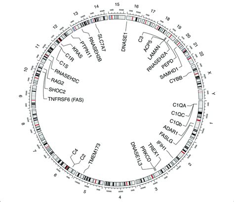 Schematic Representation Depicting Genes And Chromosomal Locations