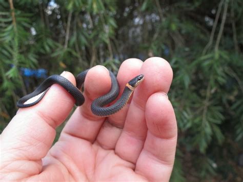 Pacific Ringneck Snake