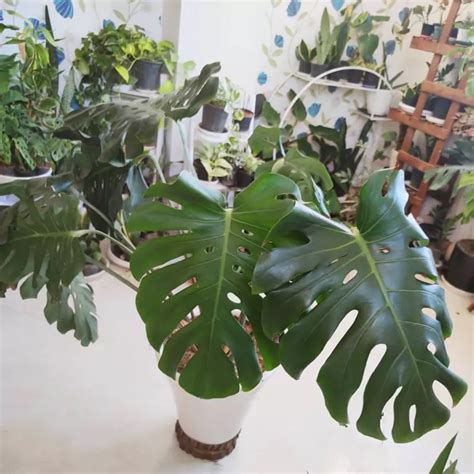 خرید و قیمت گل برگ انجیری مانسترا پنجه شیریارسال با باربری و پس کرایه