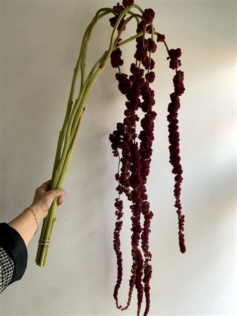 Red Hanging Amaranthus Flower Therapy Beautiful Flowers Planting Flowers