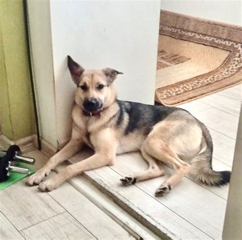 Пропала собака отзывается на кличку Тяпа немного пугливая но очень ласковая …сорвалась с