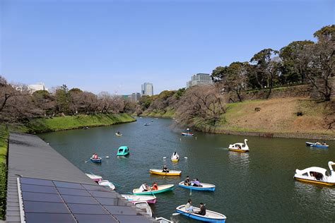 千鳥ヶ淵公園と緑道 麹町界隈桜開花情報