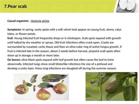 Diseases Of Pear And Its Management Measures Ppt