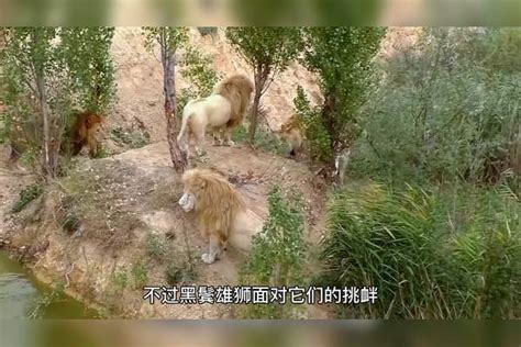 五头雄狮组成联盟，围攻黑鬓狮王，却遭到黑鬓狮王的强势反击