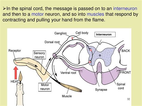 Responses In The Human Nervous System Ppt Download