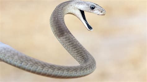 Most Poisonous Snakes