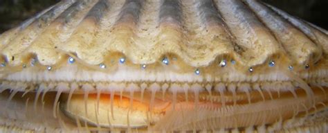 Scallops Have As Many As 100 Simple Eyes They Re Frequently Blue The
