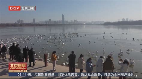 河南三门峡 越冬大天鹅开启北迁之旅北京时间