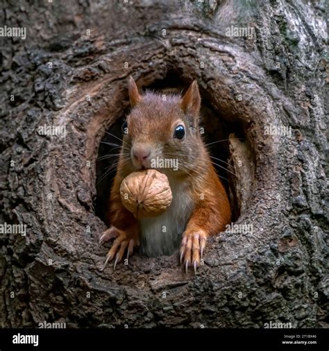 Eurasian Red Squirrel Sciurus Vulgaris Cautiously Peeks Out Of The Hole In A Tree In The
