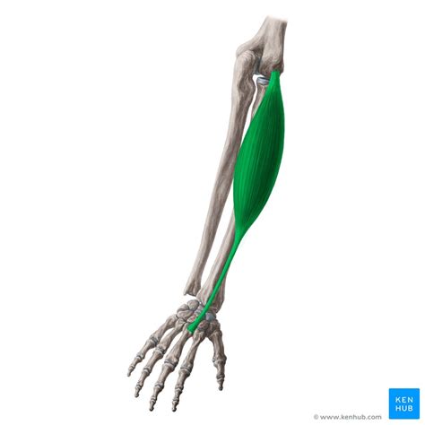 Extensor Carpi Radialis Brevis Attachments And Function Kenhub