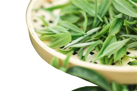 春季蓝绿色茶叶免抠PNG免费下载 png格式 44806720像素 编号536593772620944532 设图网