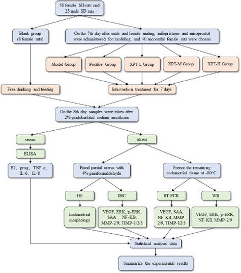 Experimental Research Flow Chart Download Scientific Diagram