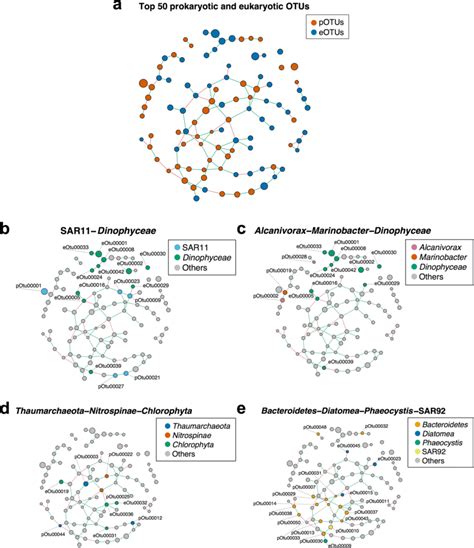 Microbial Ecological Networks For The Top 50 Prokaryotic And Eukaryotic Download Scientific