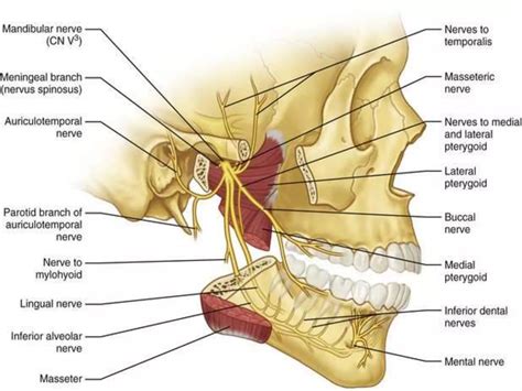 Mandibular Nerve Block Diagram