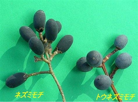 ネズミモチ