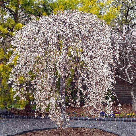 Flowering Prunus Trees