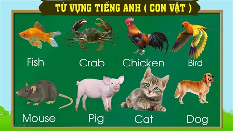 Học Tiếng Anh Qua Các Con Vật Thanh Nấm Học Từ Vựng Tiếng Anh Qua