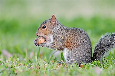 Squirrel 1 Blank Template Imgflip