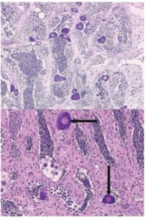 Bass Fish Increasingly Switching Sex As Hormone Disrupting Chemicals Pollute Waterways Daily