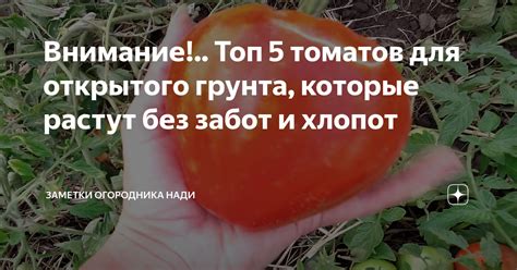 Внимание Топ 5 томатов для открытого грунта которые растут без забот и хлопот Заметки