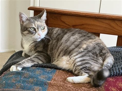 For Anyone With An Outstanding Harry Houdini Models Facebook