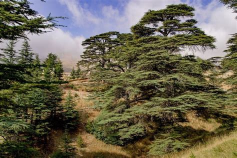 18 Different Types Of Cedar Trees Around The World