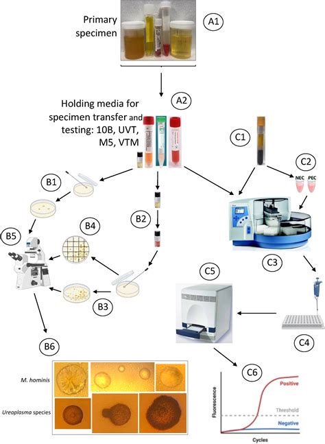 Development Of A Rapid And High Throughput Multiplex Real Time Pcr Assay For Mycoplasma Hominis