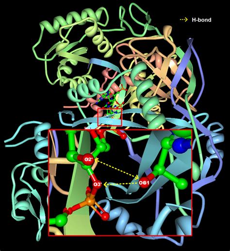 The Structure Of A Protein Rna Complex Pdb Id 4f3t The Enlarged Box