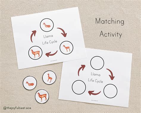 Llama Study Bundle Life Cycle Of A Llama Llama Anatomy Montessori PDF Printable Etsy