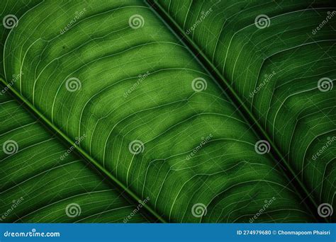 Leaf Macro Texture Green Leaf Texture Wallpaper Macro Close Up In