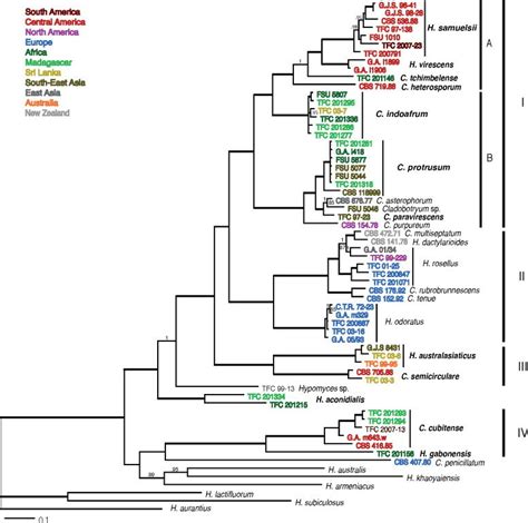 Consensus Tree Obtained In Partitioned Bayesian Analysis Of Rdna Its