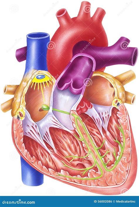 Heart Conduction System Stock Illustration Image
