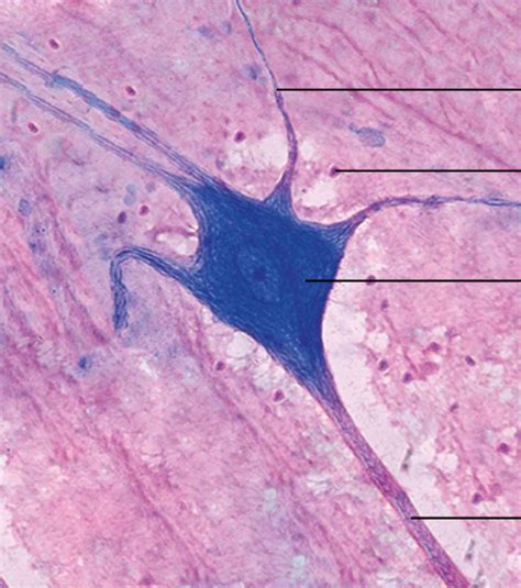 Motor Neuron Id Diagram Quizlet