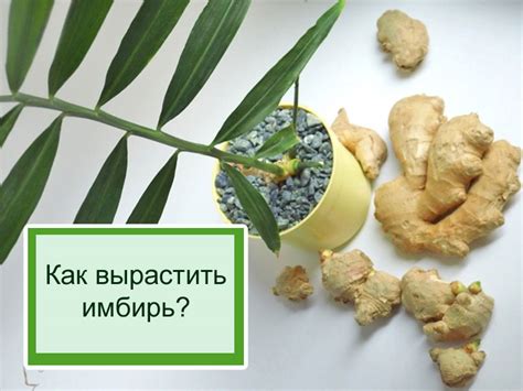 Имбирь выращивание в домашних условиях
