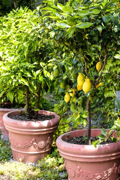 The Ultimate Guide To Growing Dwarf Fruit Trees Anywhere