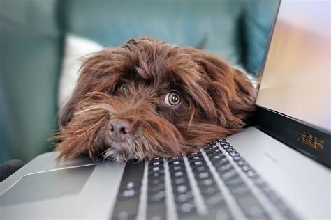 Nerdy Dog Names 39 Top Geeky Names With Video Petshoper