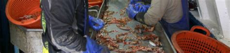 Nephrops Survival Ii — Scottish Association For Marine Science Oban Uk