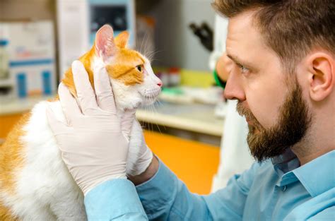 Bald Patches Above Cats Eyes Causes And Solutions Scary Symptoms