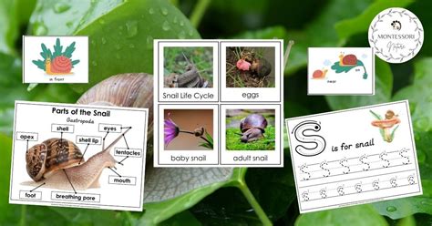 Life Cycle Of A Snail Ks1 At Samuel Moysey Blog