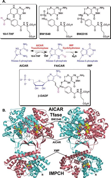 Atic Reaction Co Factors Inhibitors And Crystal Structure Of Aicar Download Scientific