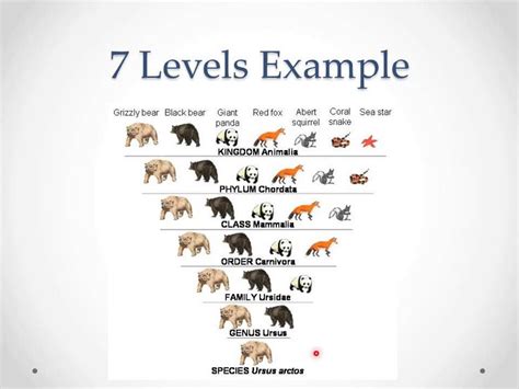 7 Levels Of Classification And Taxonomy Of Living Things Learning