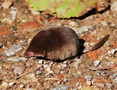 Northern Short Tailed Shrew Life Expectancy