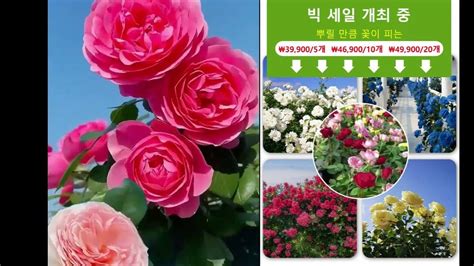 꽃과 다채로운 장미 씨앗을 뿌리다1横版 Youtube