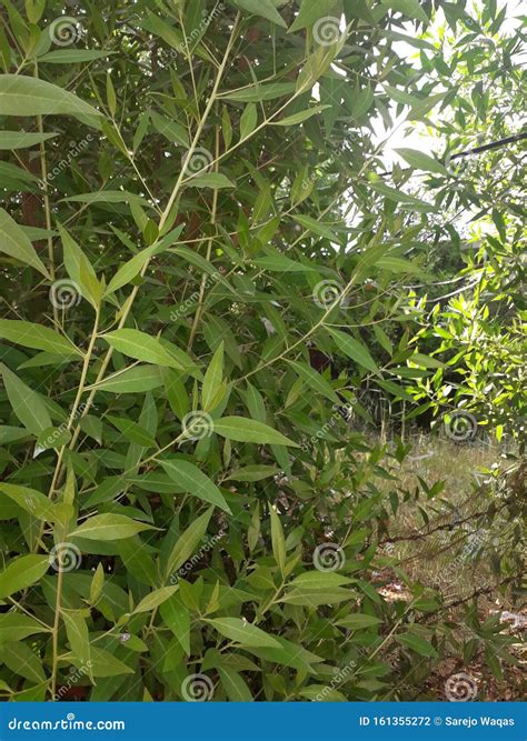 Latest Vertical Green Tree With Sharp Leaves Background Plants Photography Image Stock