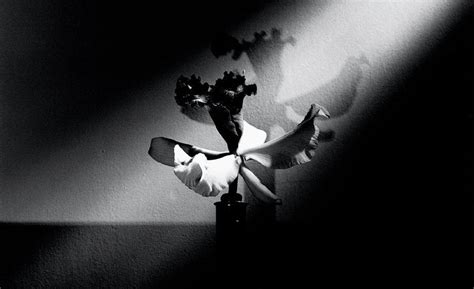 10 Black And White Flowers By Mapplethorpe That Will Seduce You Phaidon