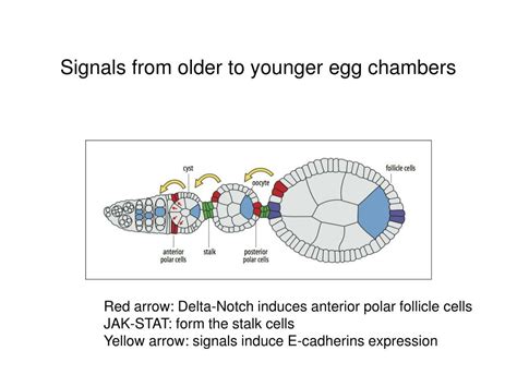 Ppt Morphogen Gradient Cascade Signal Transduction Powerpoint