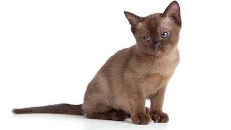 Determining The Sex Of A Kitten Learn About Nature