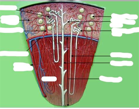 Nephron Model Quiz — Printable Worksheet